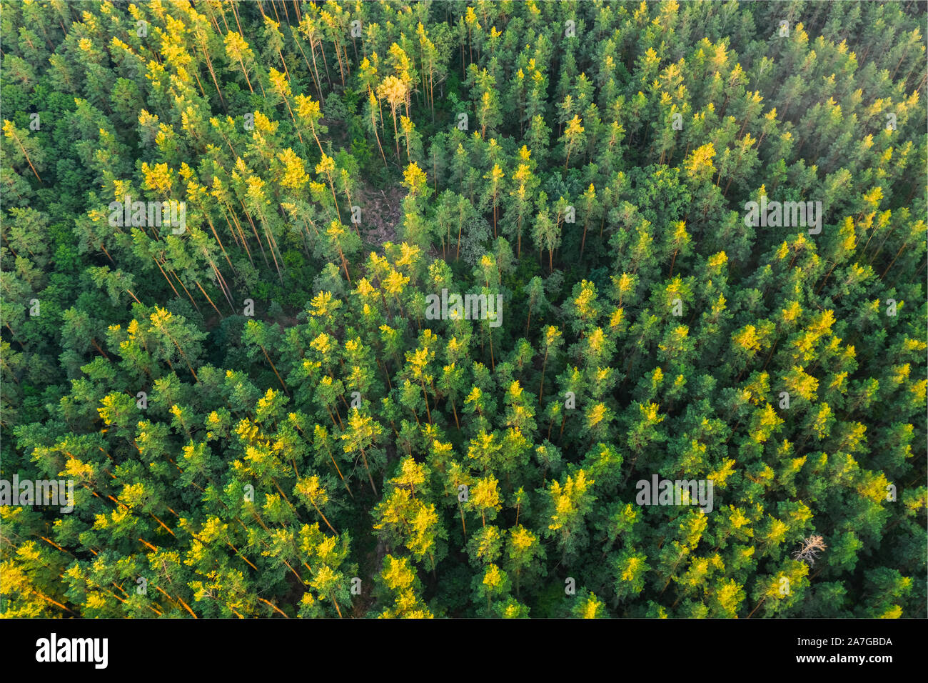 Top View Pine Tree Trunk High Resolution Stock Photography and Images ...