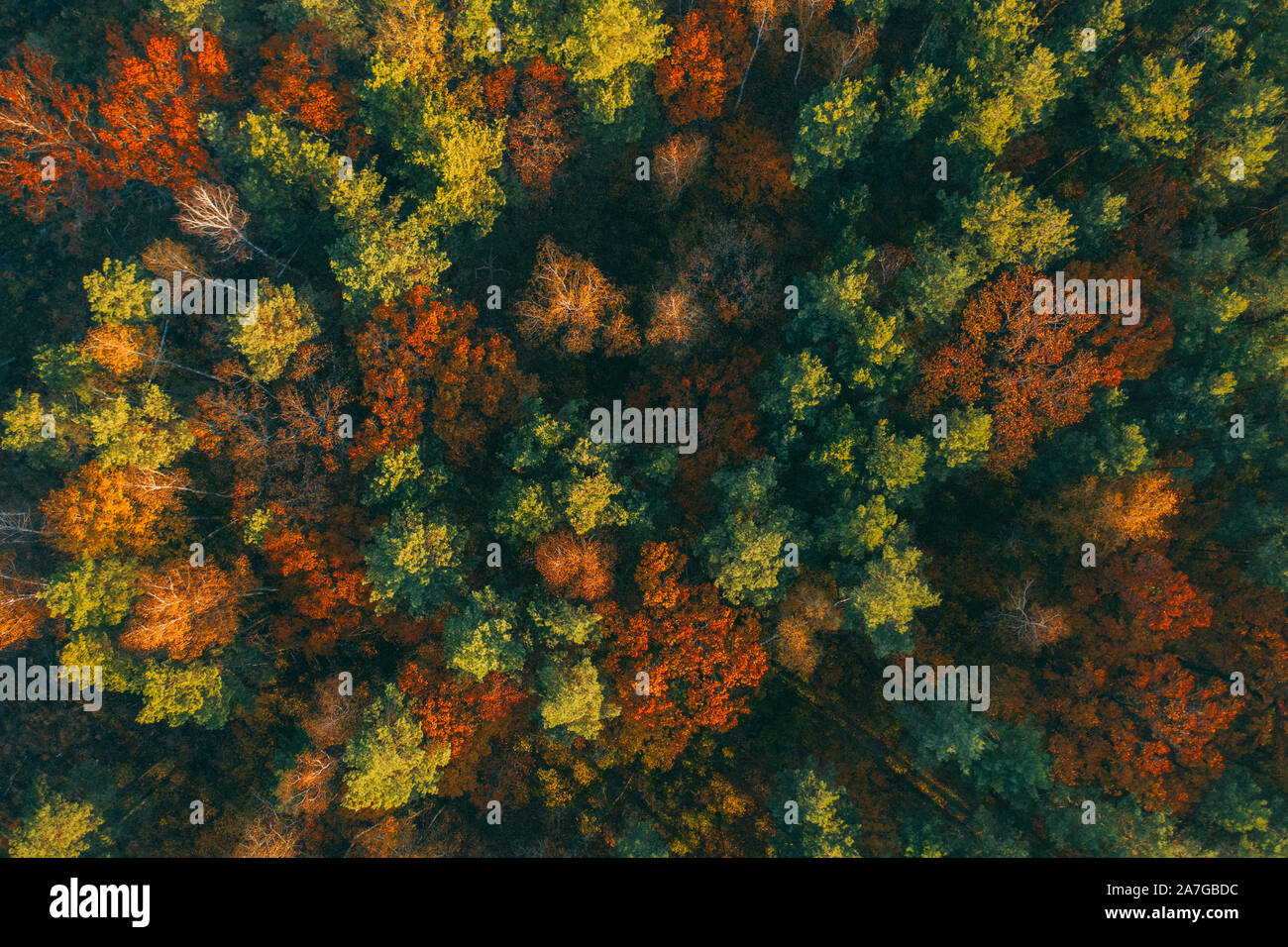 Trees from above in autumn yellow and brown tones. Beautiful background ...