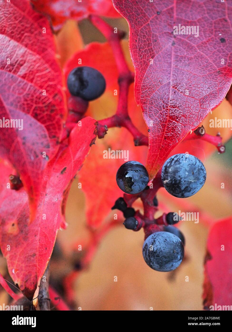 Dark berries hi-res stock photography and images - Alamy