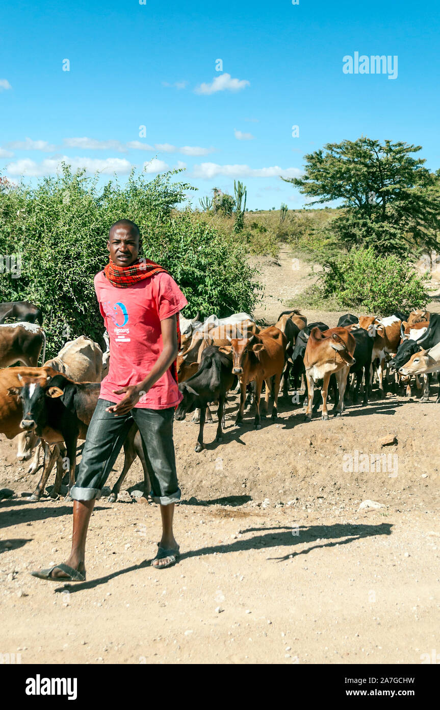 Masai Herding Cattle High Resolution Stock Photography and Images - Alamy