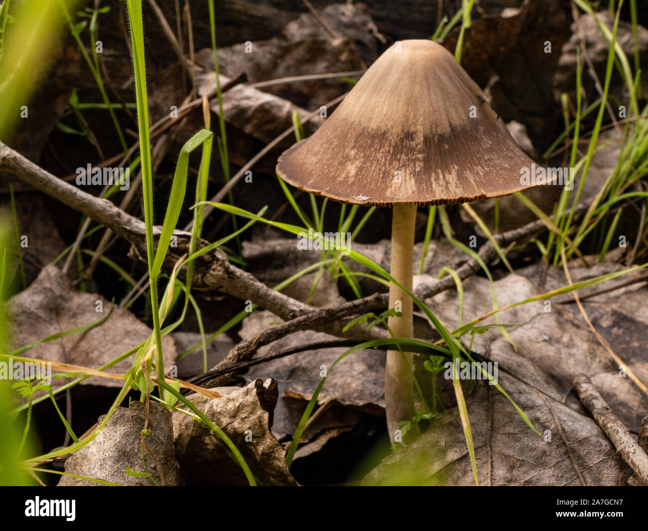Inky cap mushroom growing on forest floor Stock Photo - Alamy