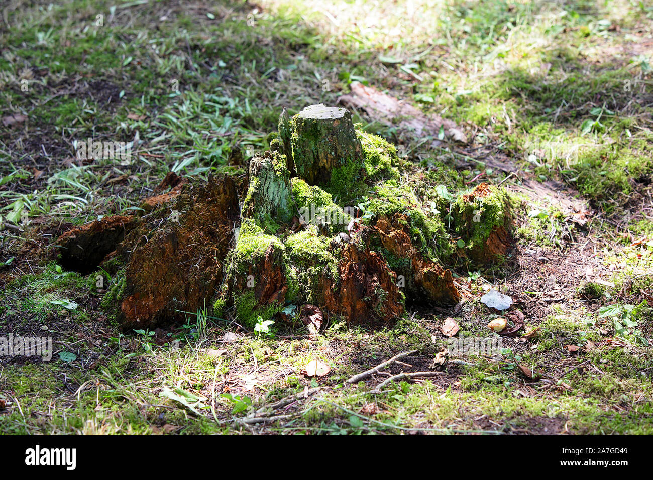 Advanced decay in tree stump hi-res stock photography and images - Alamy