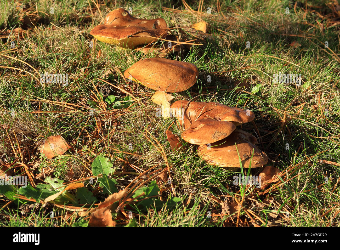 Fungi suillus bovinus hi-res stock photography and images - Alamy