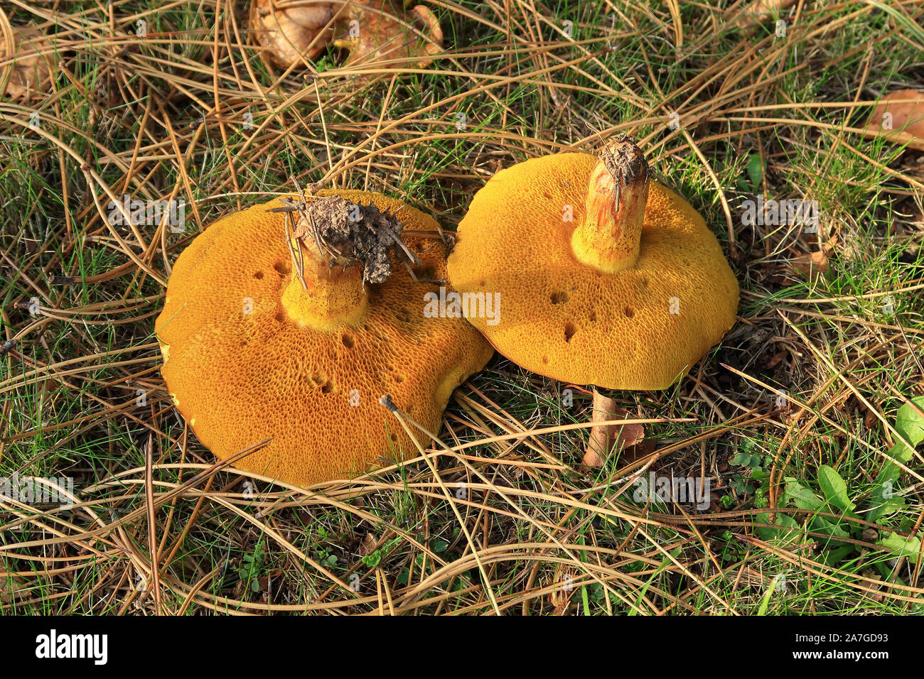 A pair of upside down Jersey Cow Mushrooms Stock Photo - Alamy