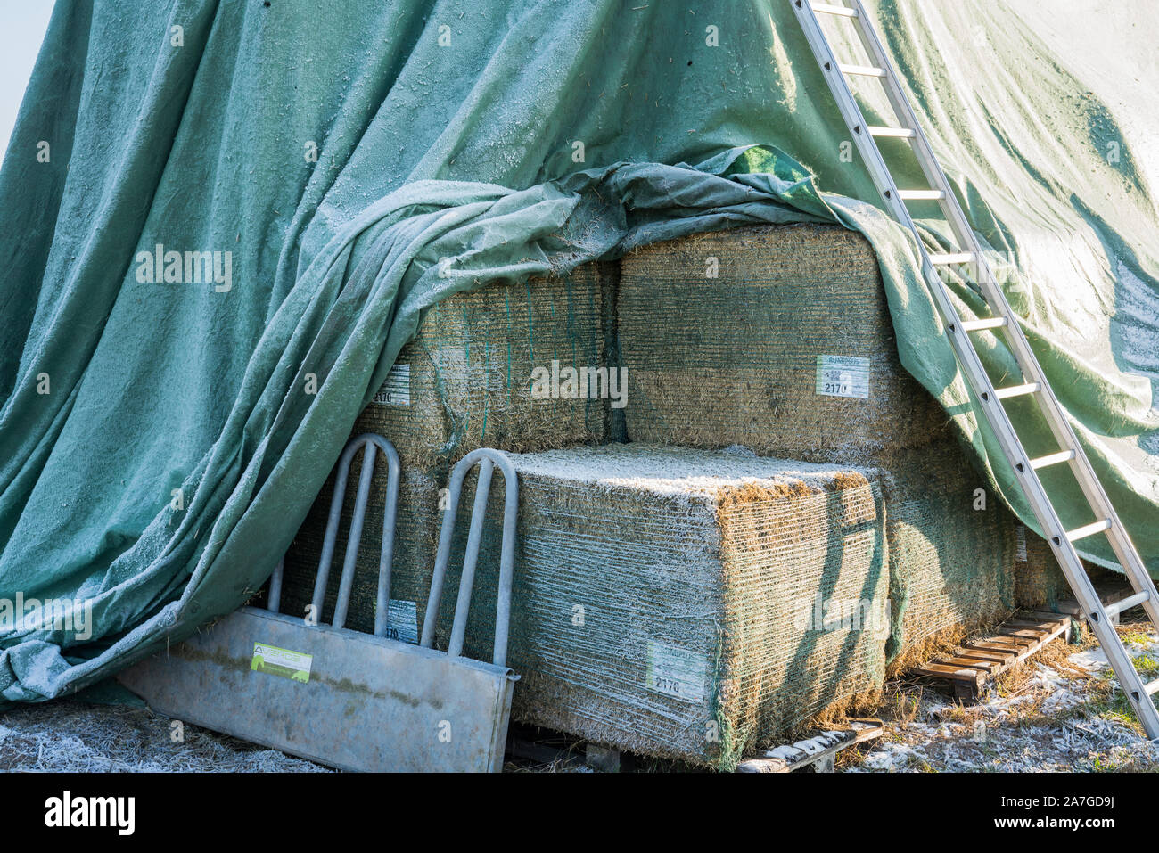 silage covered with a tarpaulin Stock Photo - Alamy