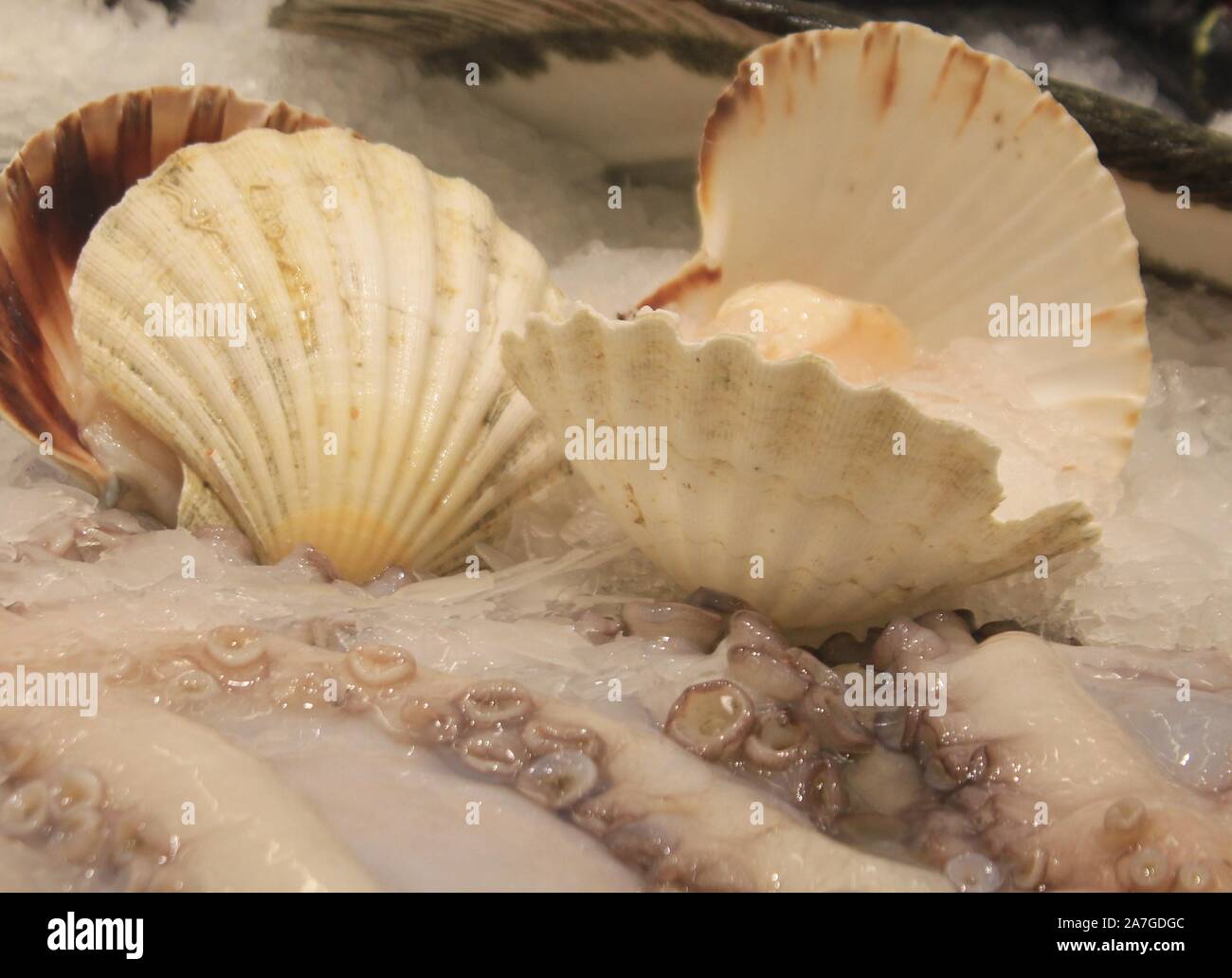 Fresh Italian sea fish with ice background image Stock Photo - Alamy