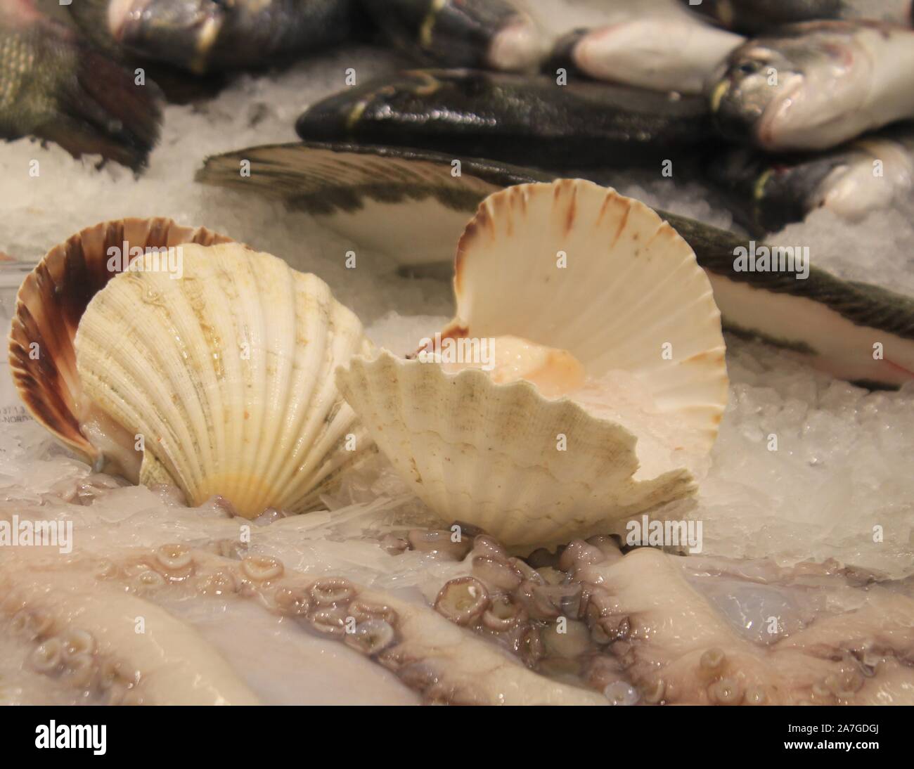 Fresh Italian sea fish with ice background image Stock Photo - Alamy