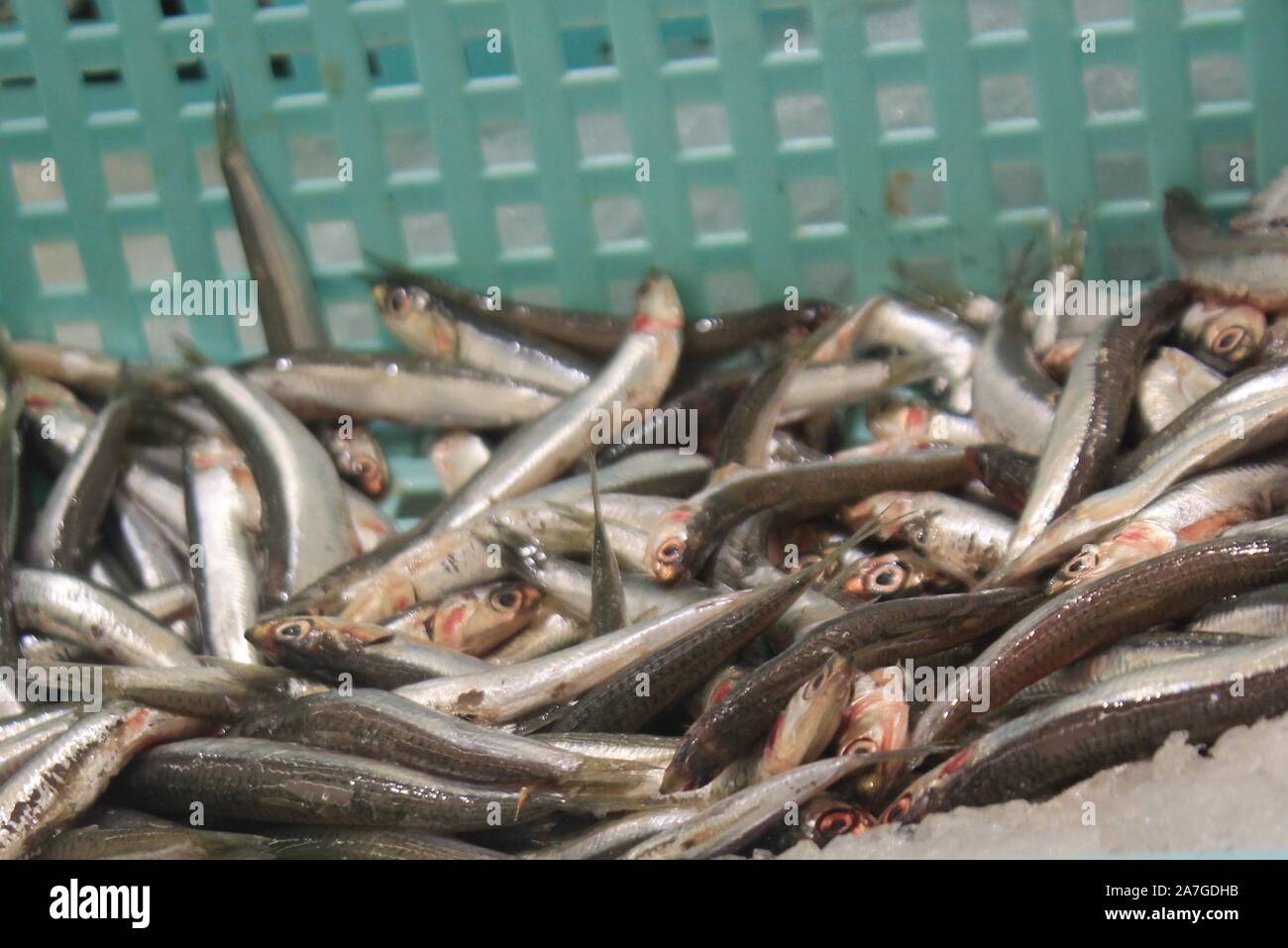 Fresh Italian sea fish with ice background image Stock Photo - Alamy