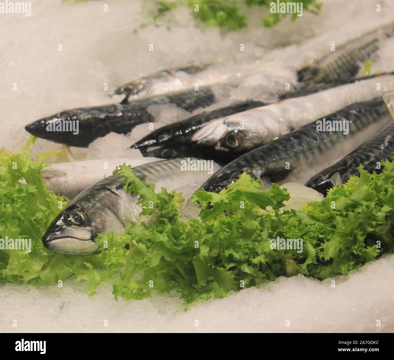 Fresh Italian sea fish with ice background image Stock Photo - Alamy