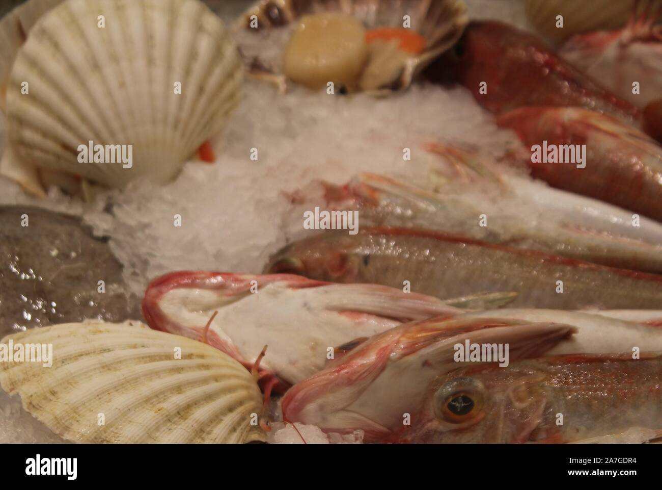 Fresh Italian sea fish with ice background image Stock Photo - Alamy
