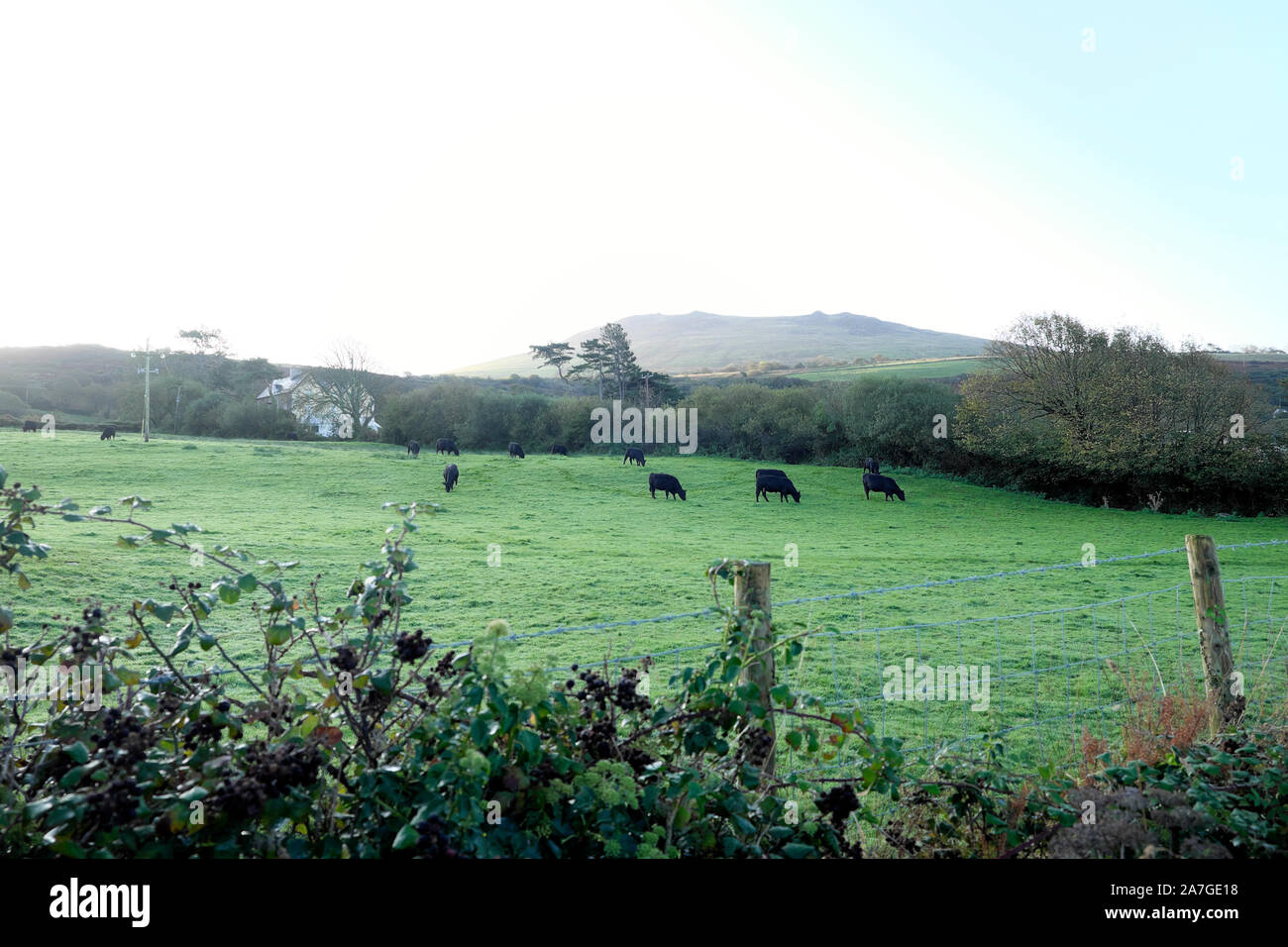 Black welsh cattle hi-res stock photography and images - Alamy