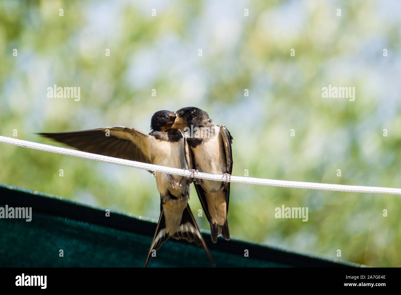 Schwalbe im flug hi-res stock photography and images - Alamy