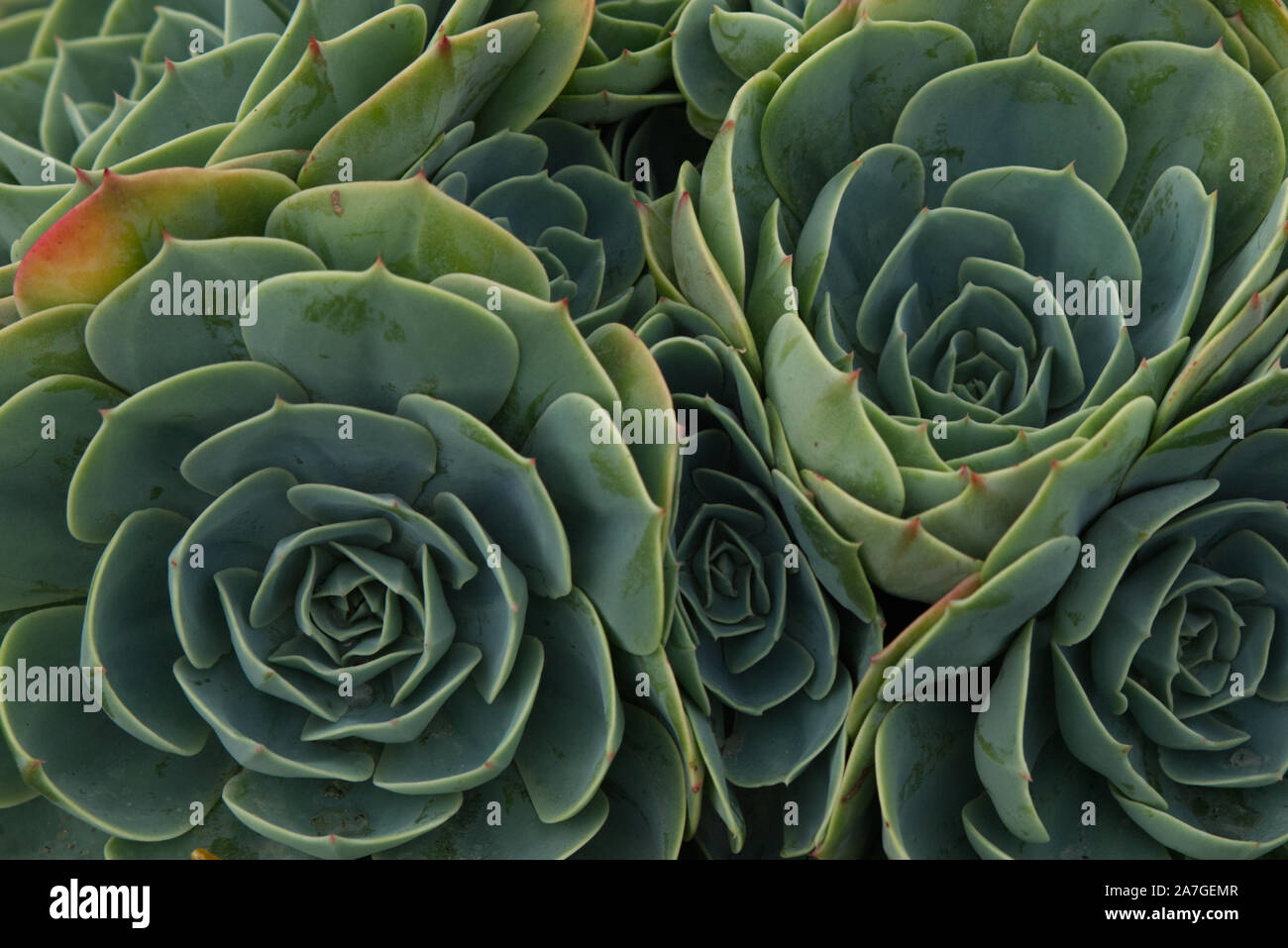 Spatula shaped leaves hi-res stock photography and images - Alamy