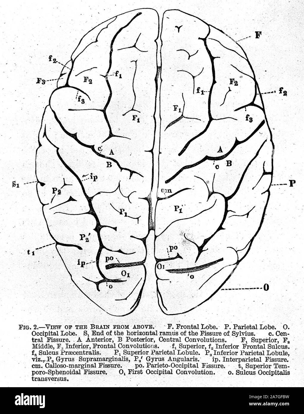 Cerebral Hemispheres High Resolution Stock Photography and Images - Alamy