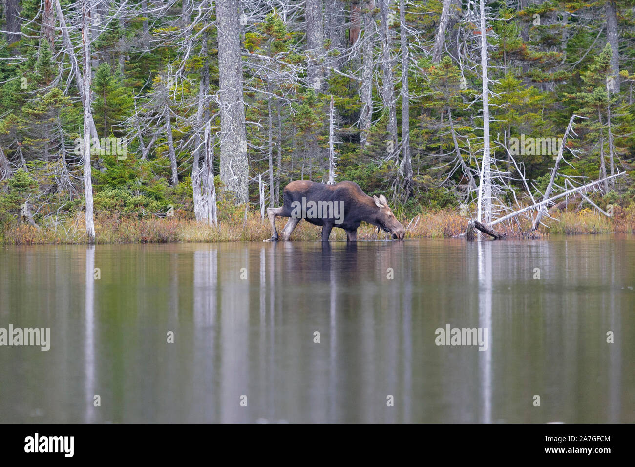 Nancy pond trail hi-res stock photography and images - Alamy