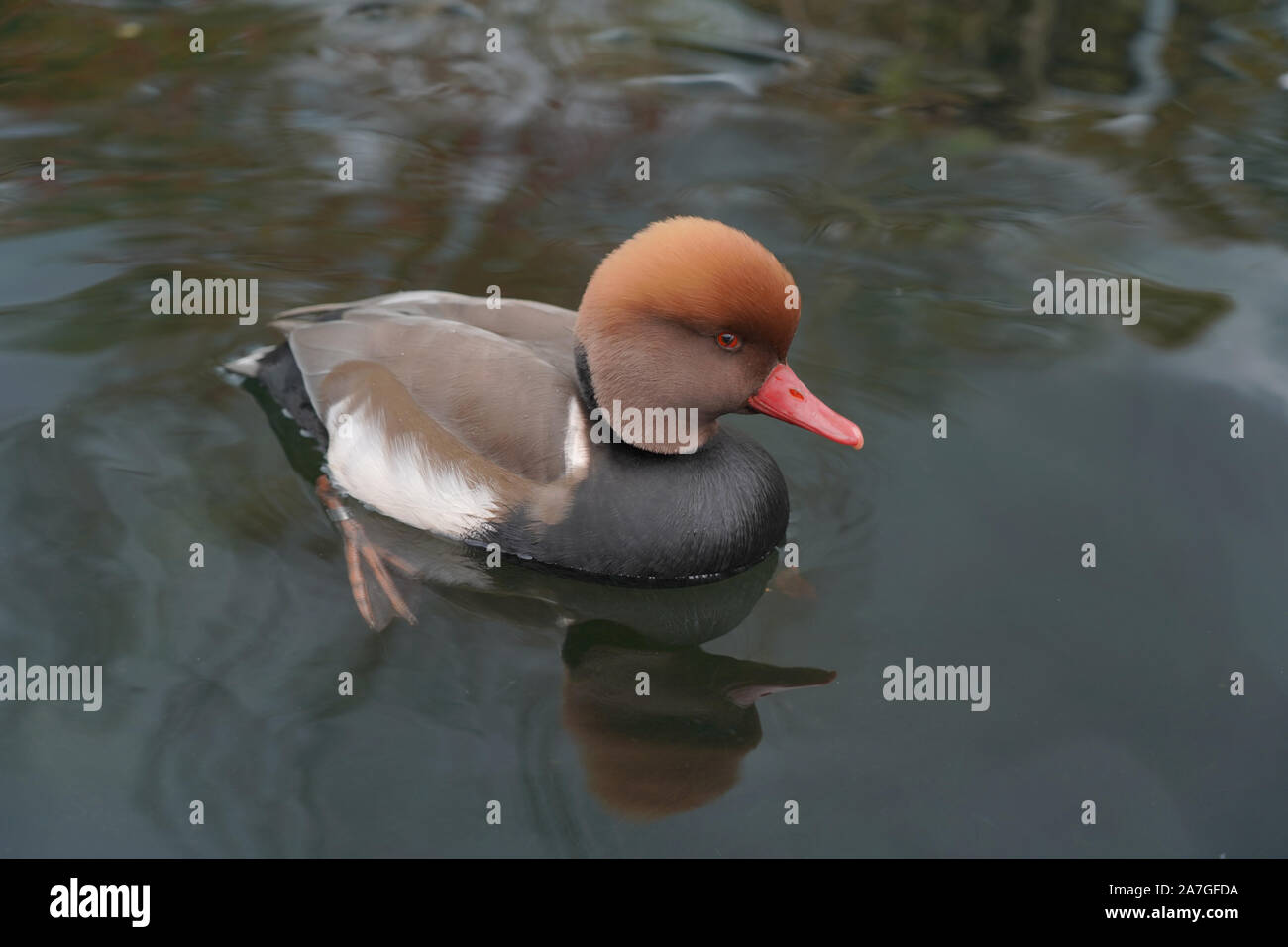 Male Red-crested Pochard duck swimming (Netta Rufina Stock Photo - Alamy