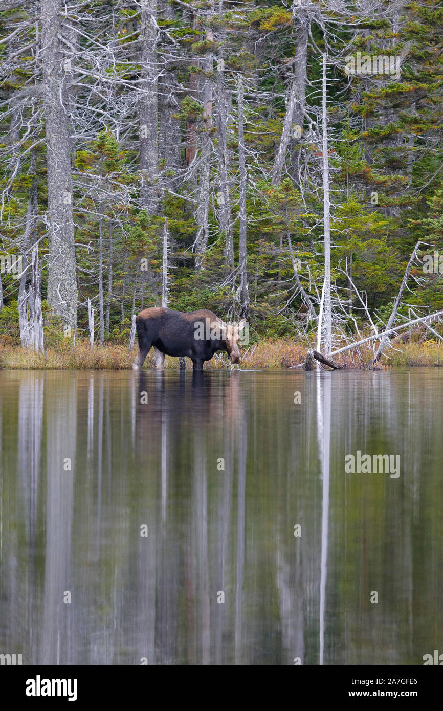 Nancy pond trail hi-res stock photography and images - Alamy