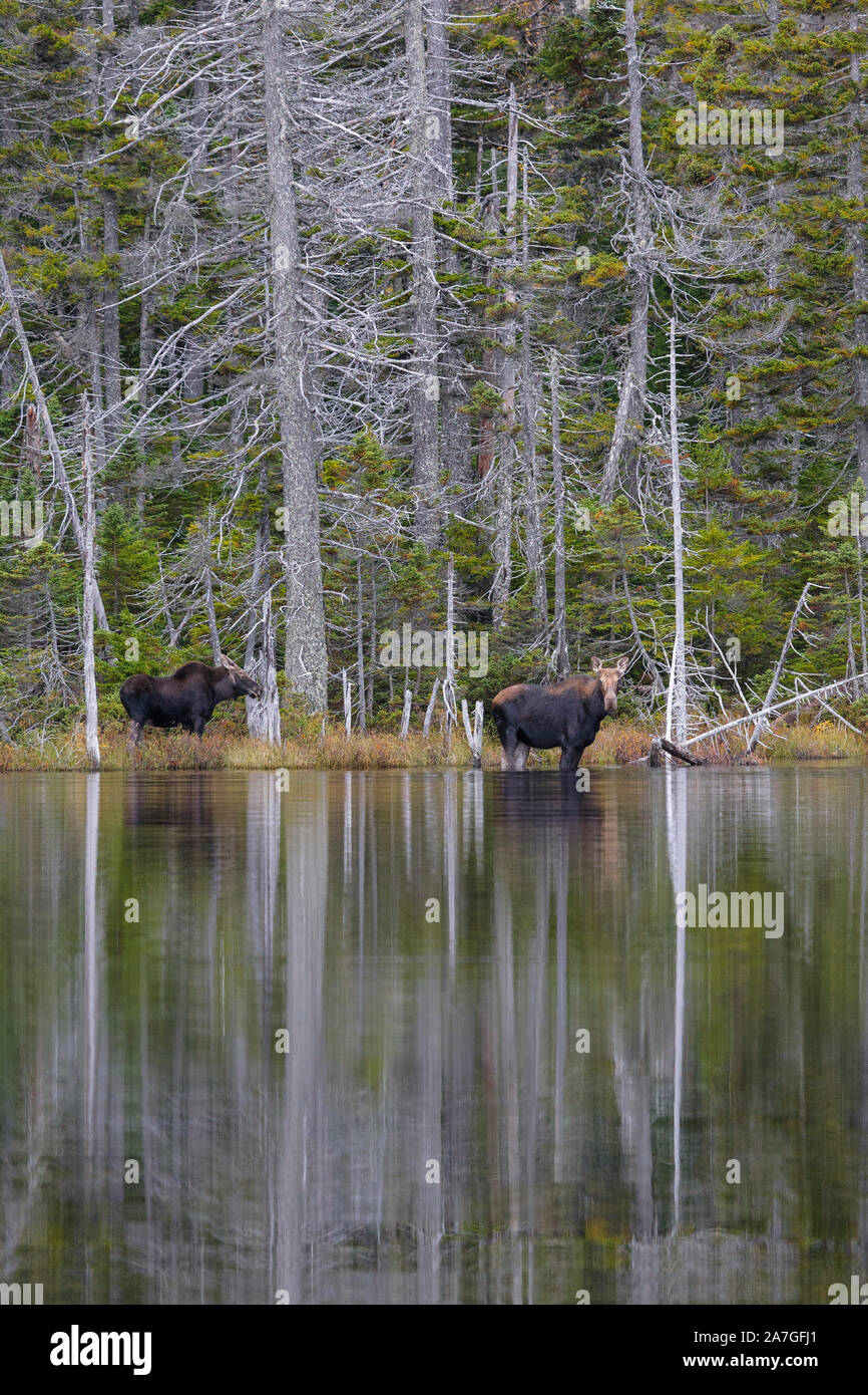 Nancy pond trail hi-res stock photography and images - Alamy