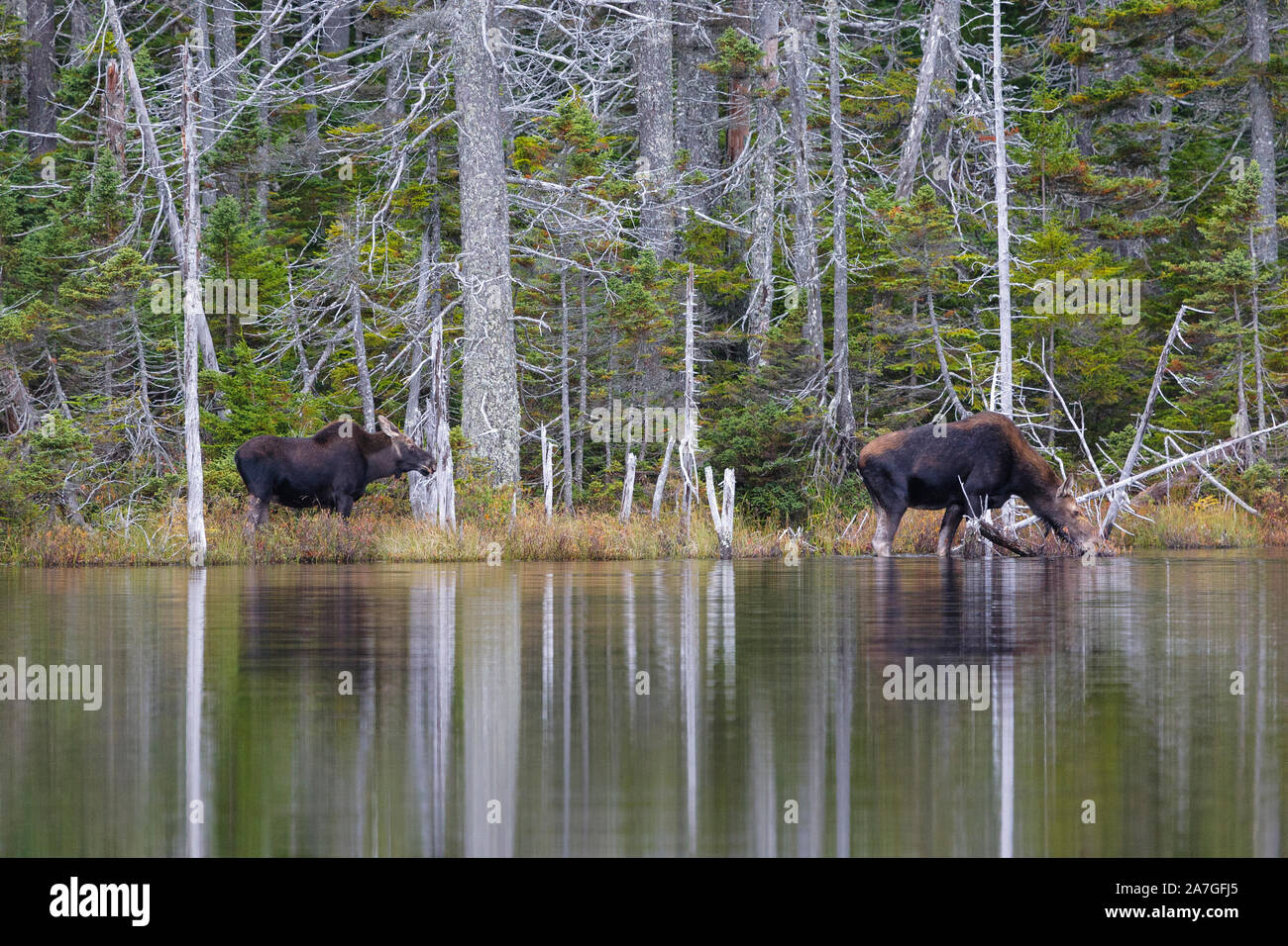 Nancy pond trail hi-res stock photography and images - Alamy