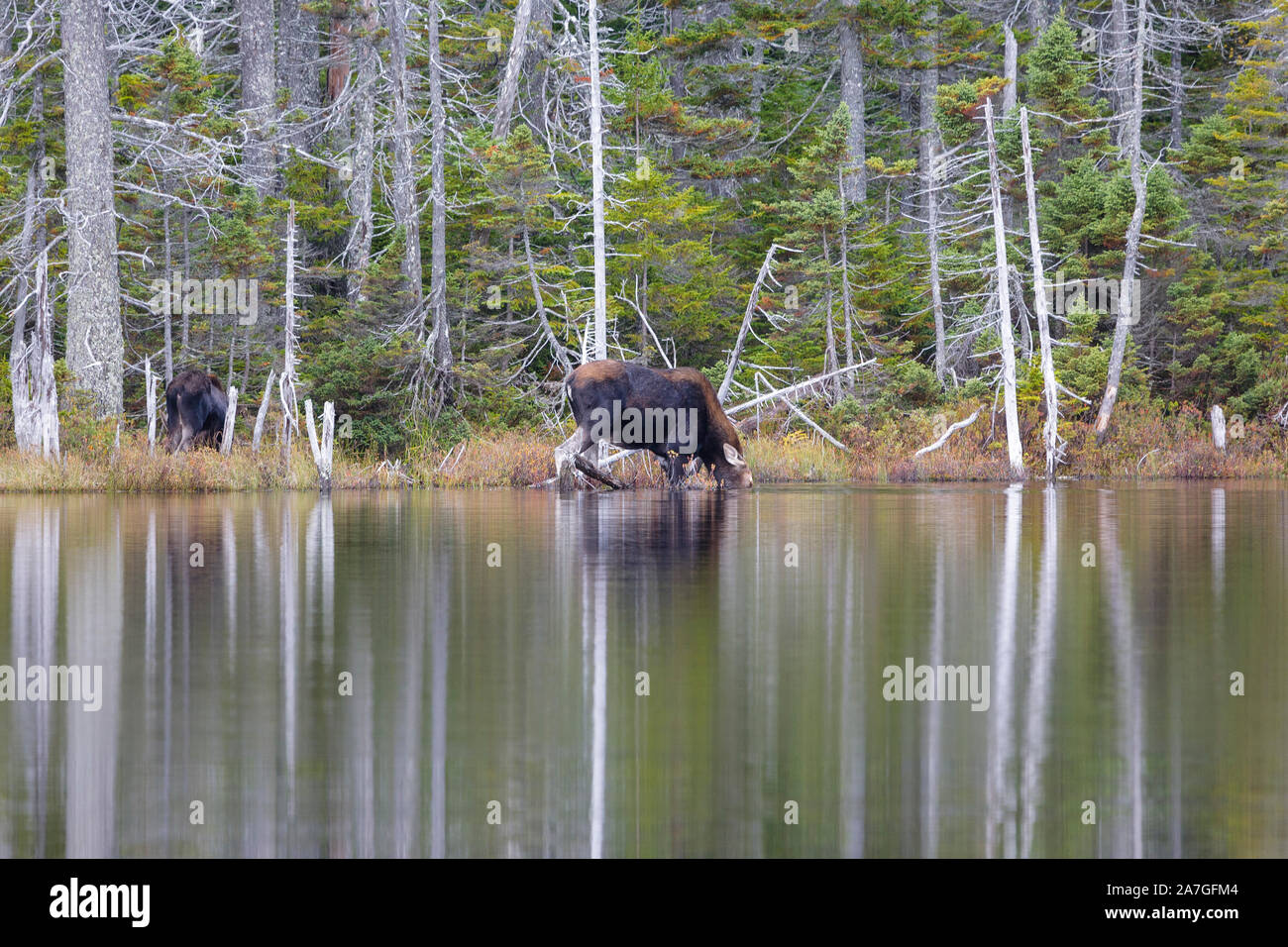 Nancy pond trail hi-res stock photography and images - Alamy