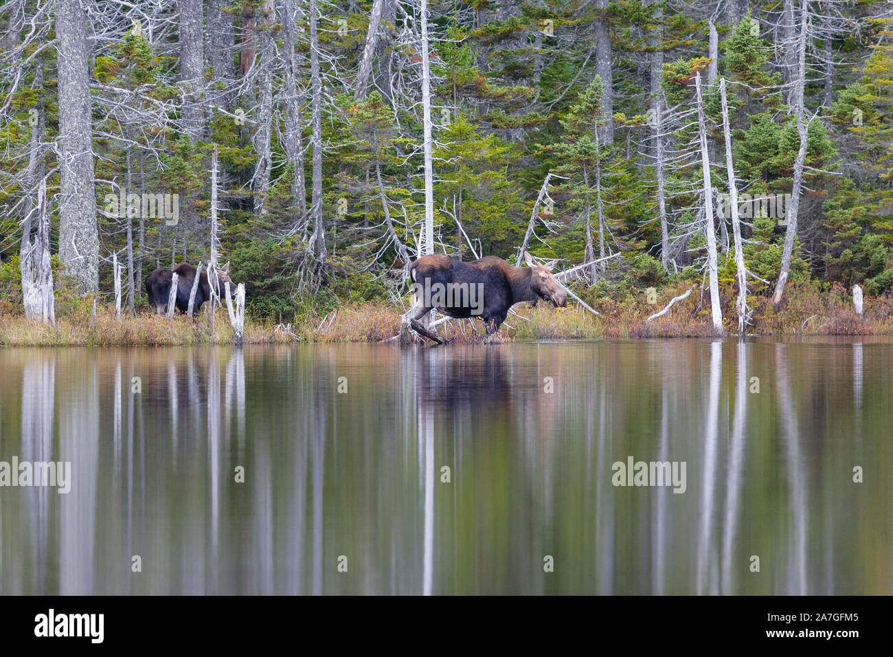 Nancy pond trail hi-res stock photography and images - Alamy