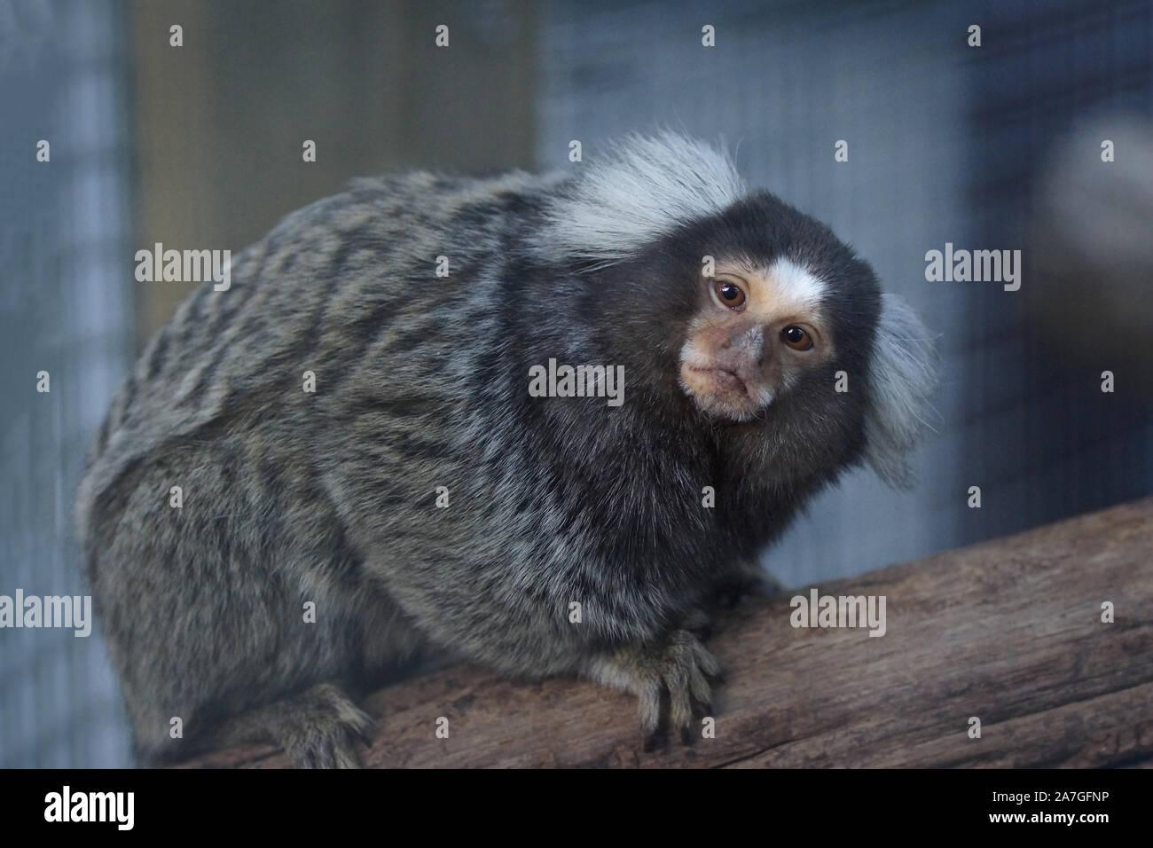 Common marmoset callithrix jacchus hi-res stock photography and images ...