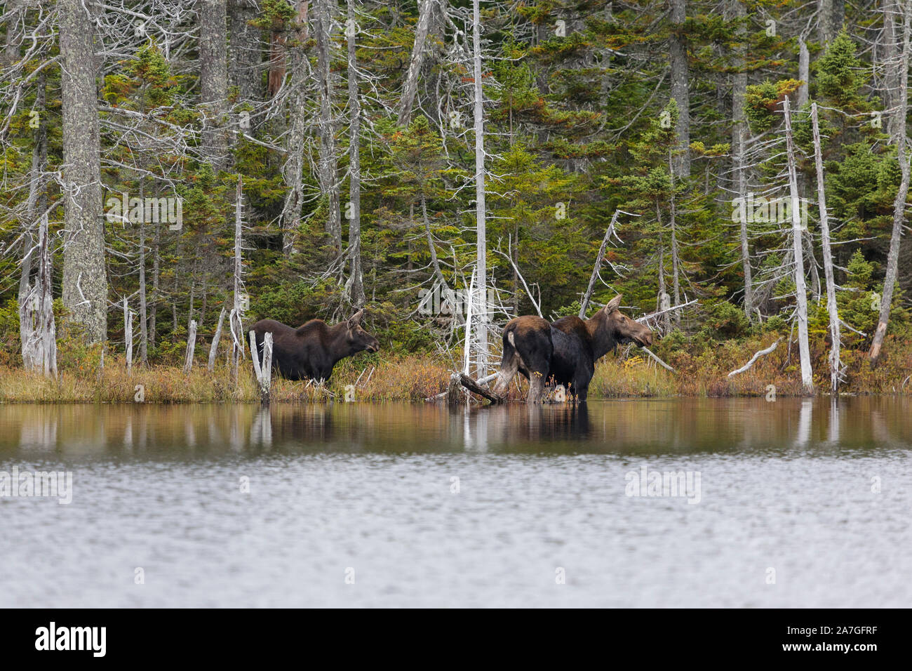 Nancy pond trail hi-res stock photography and images - Alamy