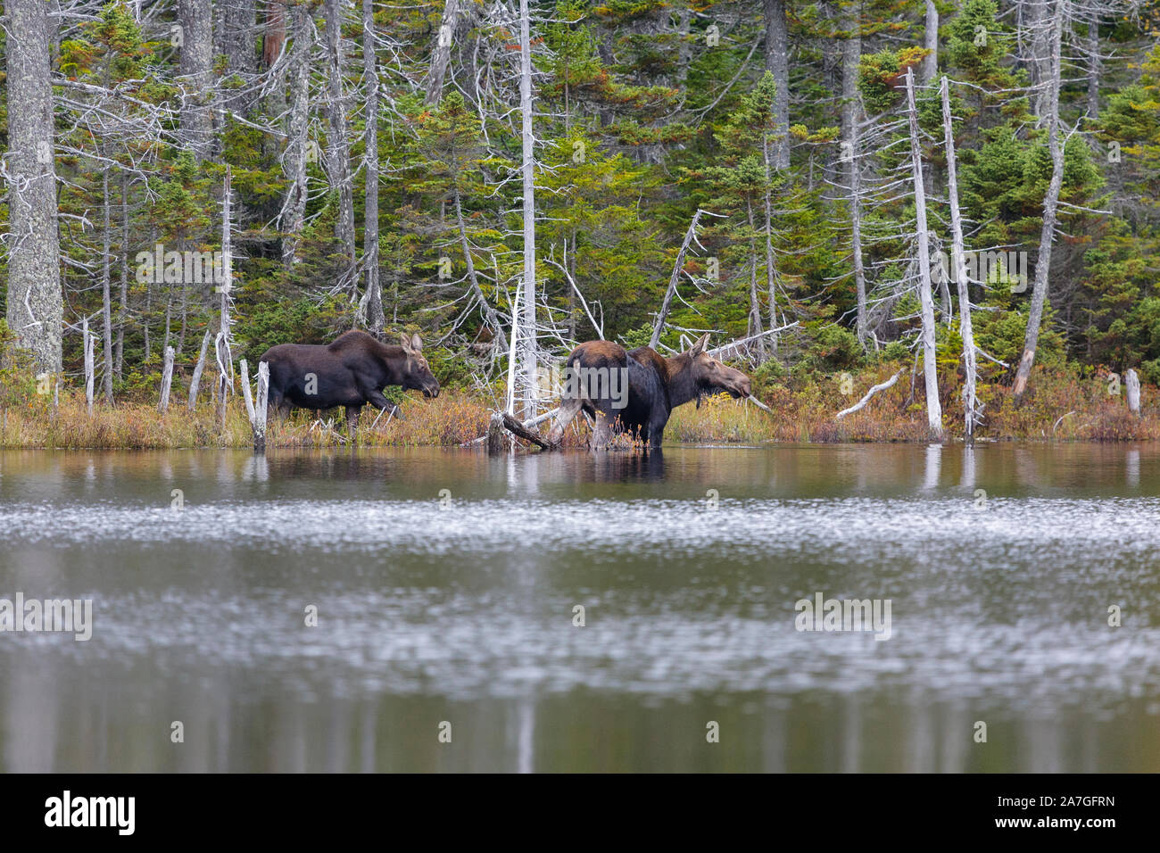 Nancy pond trail hi-res stock photography and images - Alamy