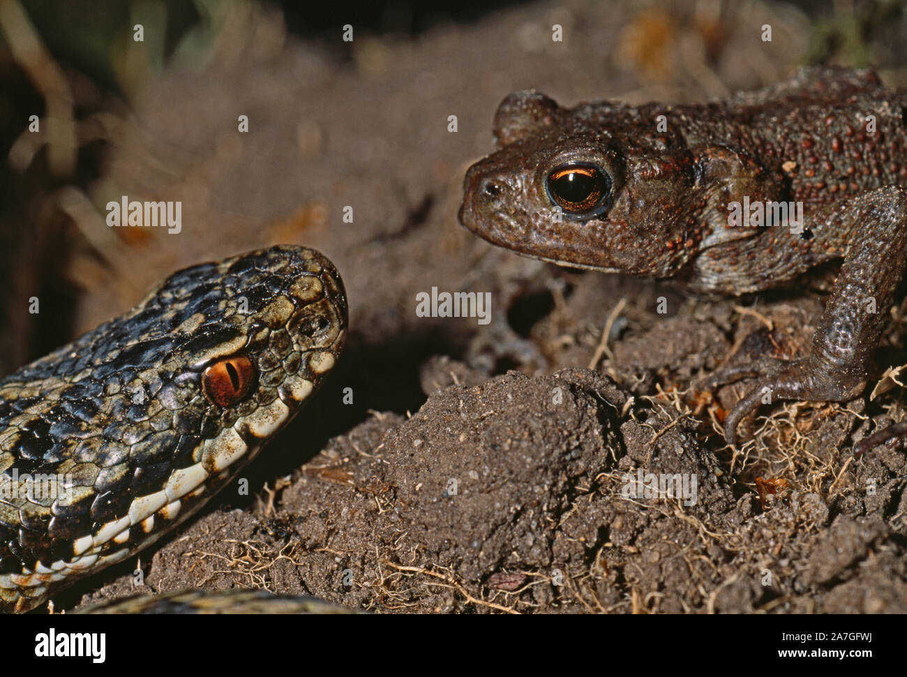 Snake with horizontal pupils hi-res stock photography and images - Alamy