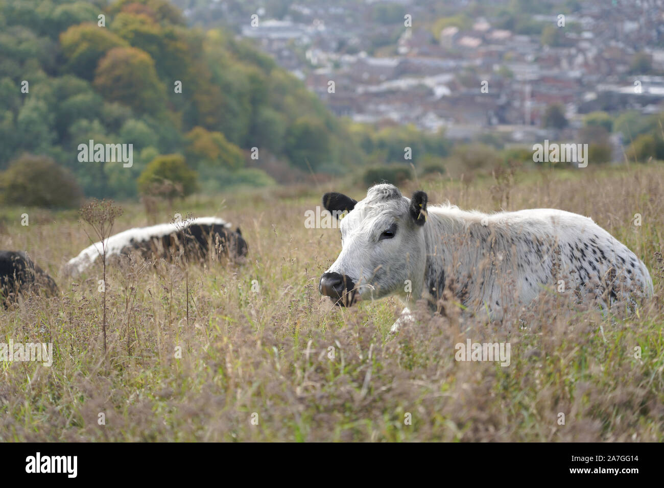 White cow in a field Stock Photo - Alamy