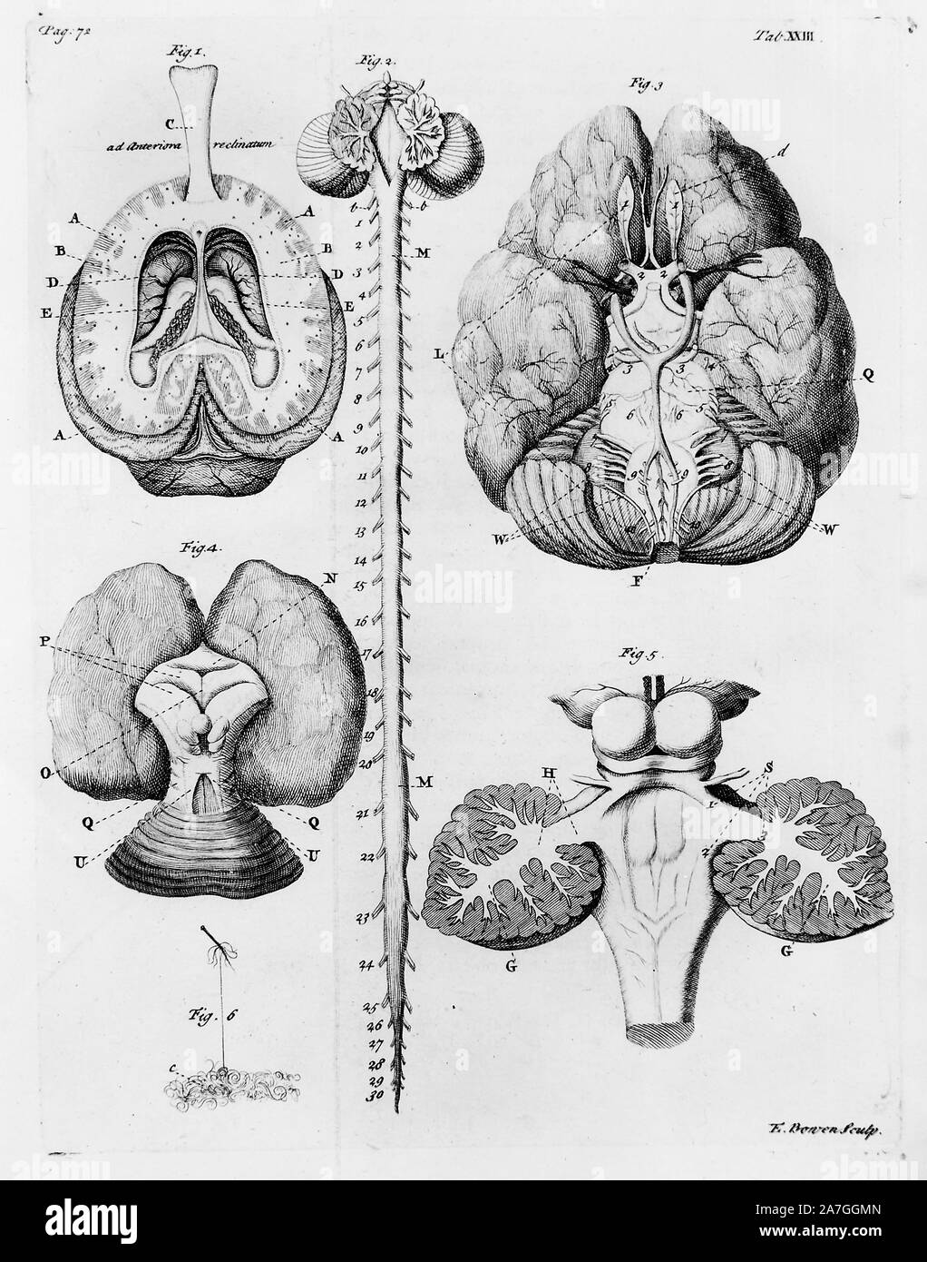 Cortex diagram Black and White Stock Photos & Images - Alamy
