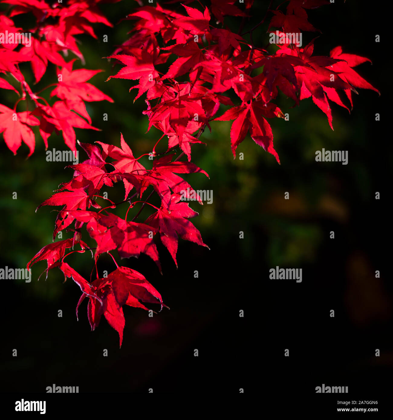Dark red japanese maple tree hi-res stock photography and images - Alamy