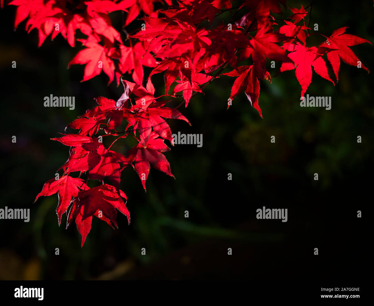Bright red Japanese Maple (Acer palmatum) leaves in autumn against a ...