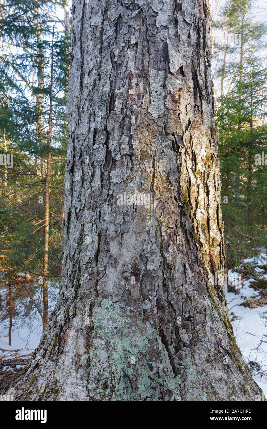 Yellow Birch Yellow Birch SBVPA