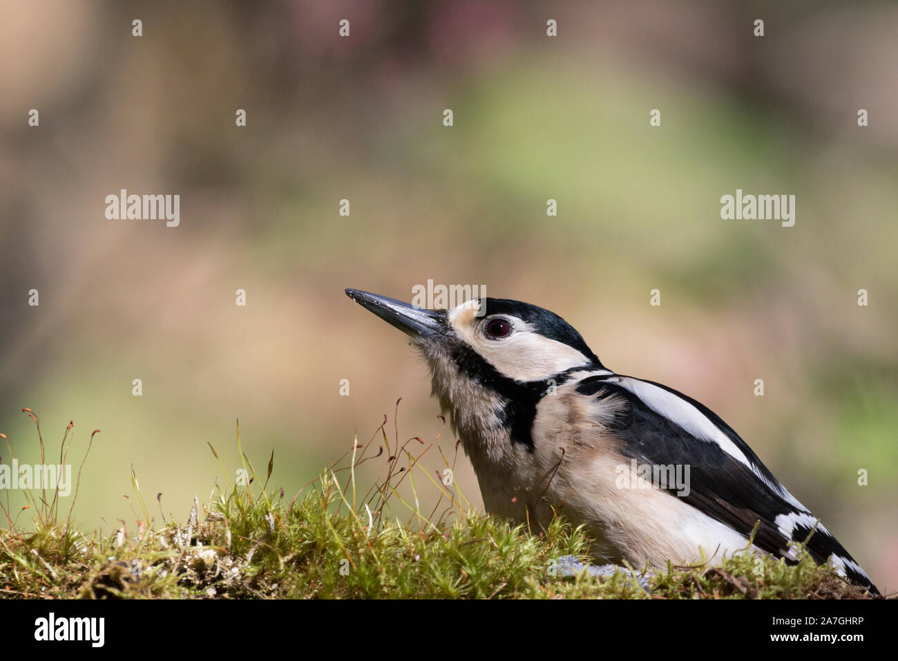 Woodpeckers uk hi-res stock photography and images - Alamy
