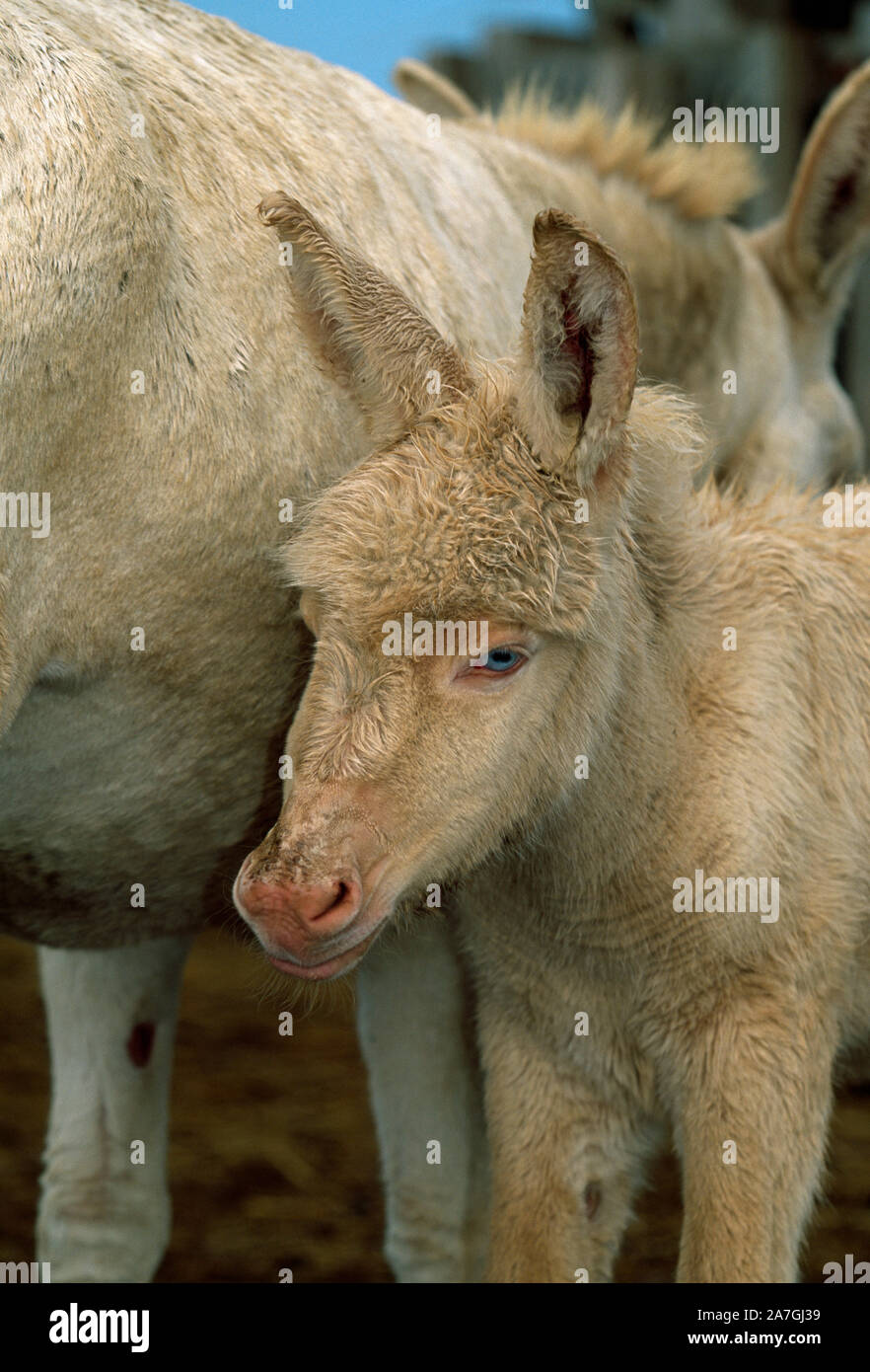 Albino Animals Mom And Dad