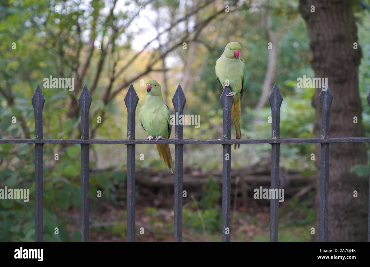Green parrots in London (a ring neck parakeet), Hyde Park, UK Stock ...
