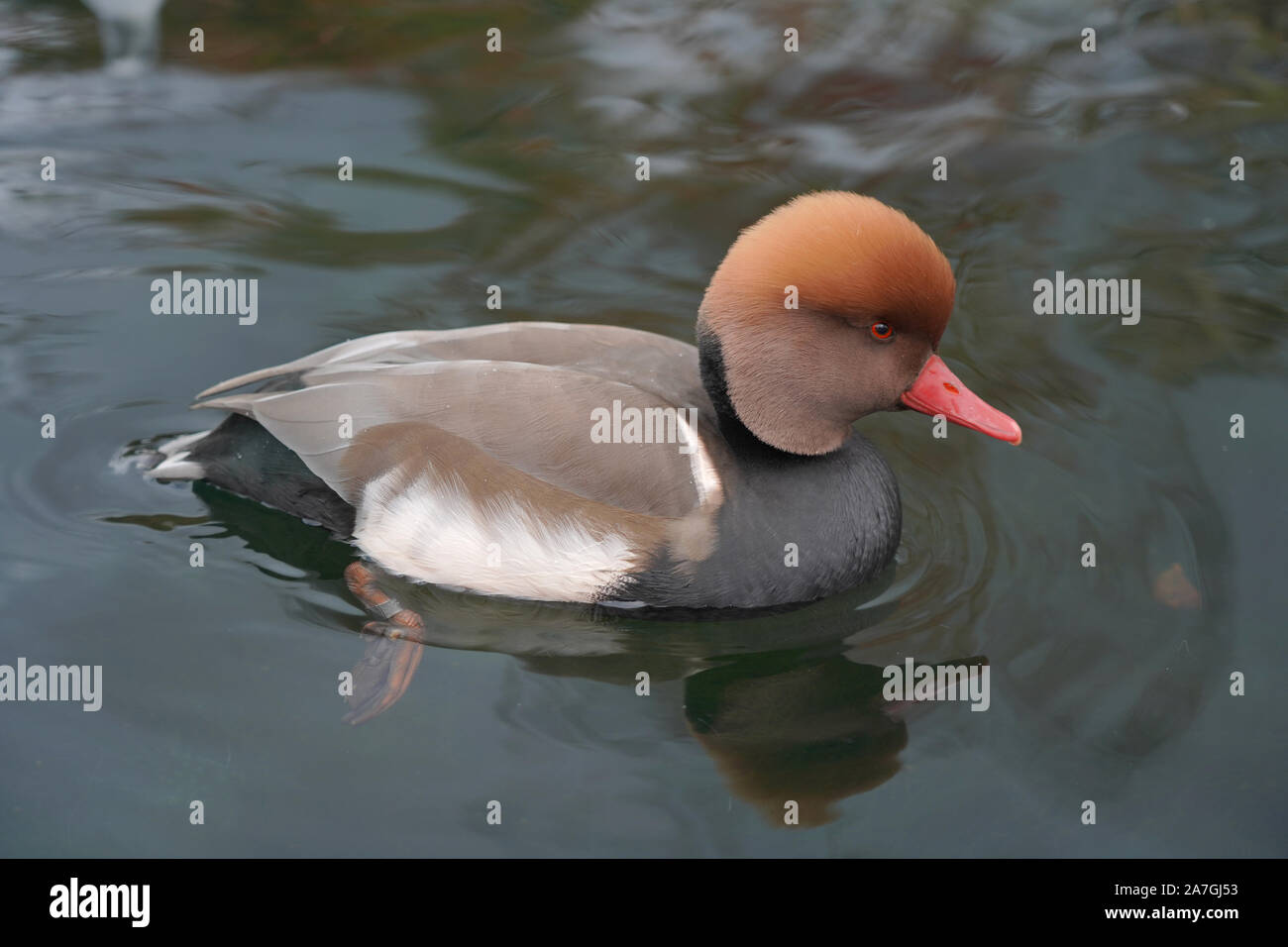 Male Red-crested Pochard duck swimming (Netta Rufina Stock Photo - Alamy