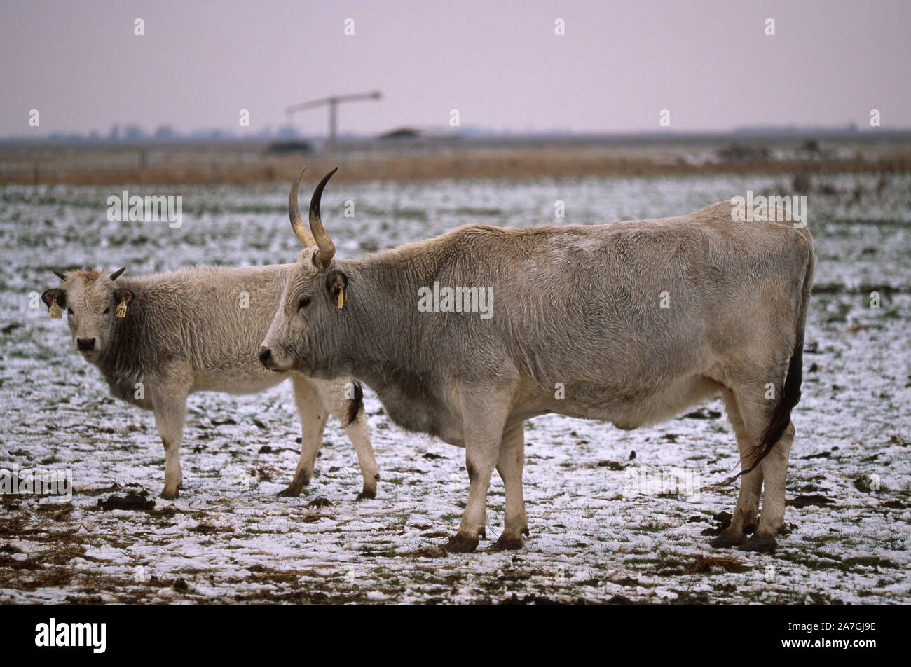 Hungarian cow breed hi-res stock photography and images - Alamy