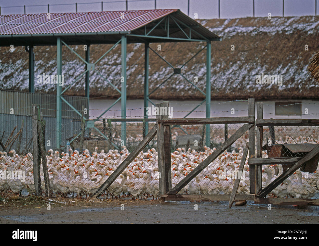 DOMESTIC GOOSE FARM. Housing. Compromised welfare. Health. Commercial ...