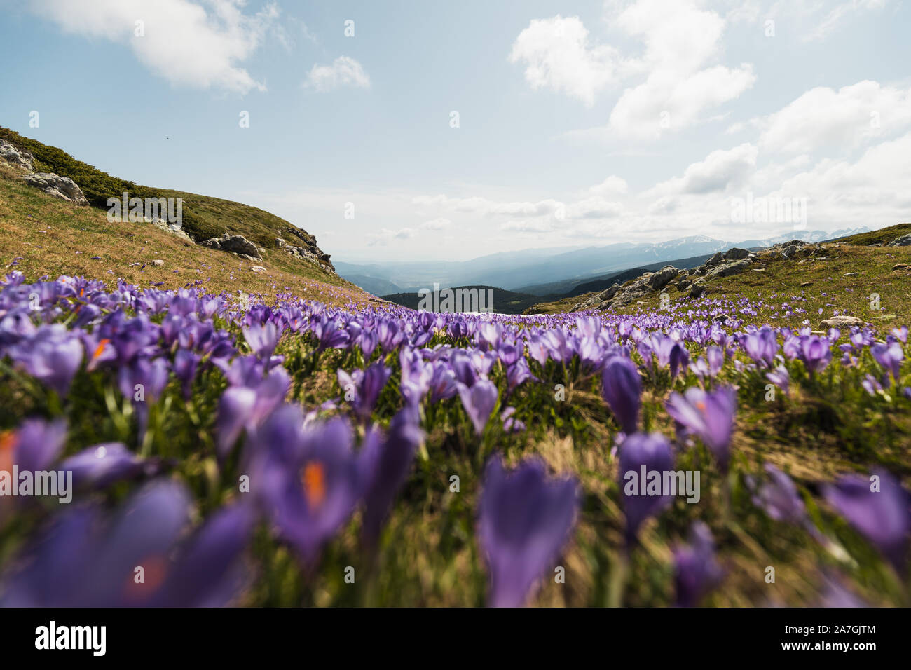 Flowers at the Seven Rila Lakes at Rila Mountain during early summer ...