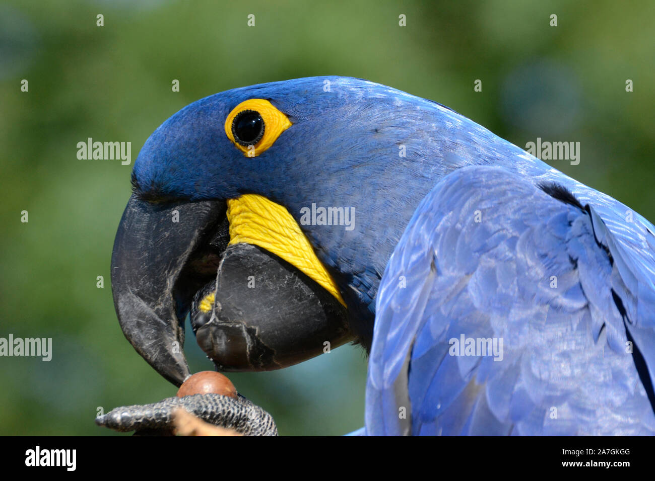 Purple hyacinth macaw hi-res stock photography and images - Alamy