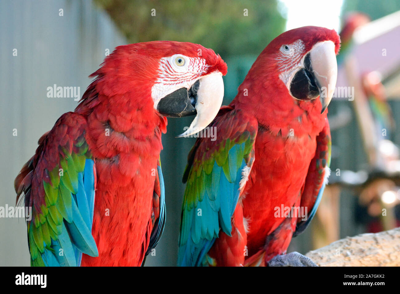Red macaw face hi-res stock photography and images - Alamy