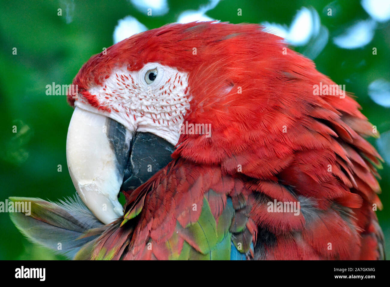 Red macaw face hi-res stock photography and images - Alamy