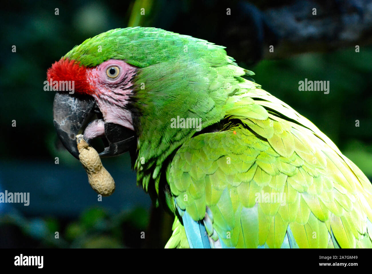 Military Macaw Parrot at Tropical Birdland, Lindridge Lane, Desford ...