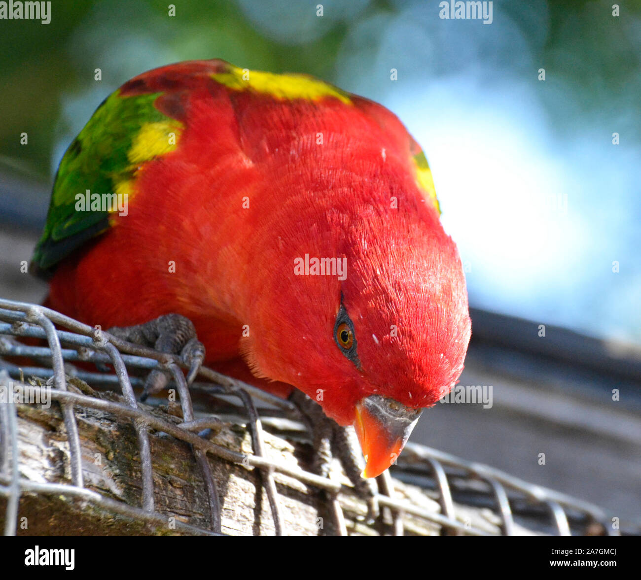 Red small bird hi-res stock photography and images - Alamy
