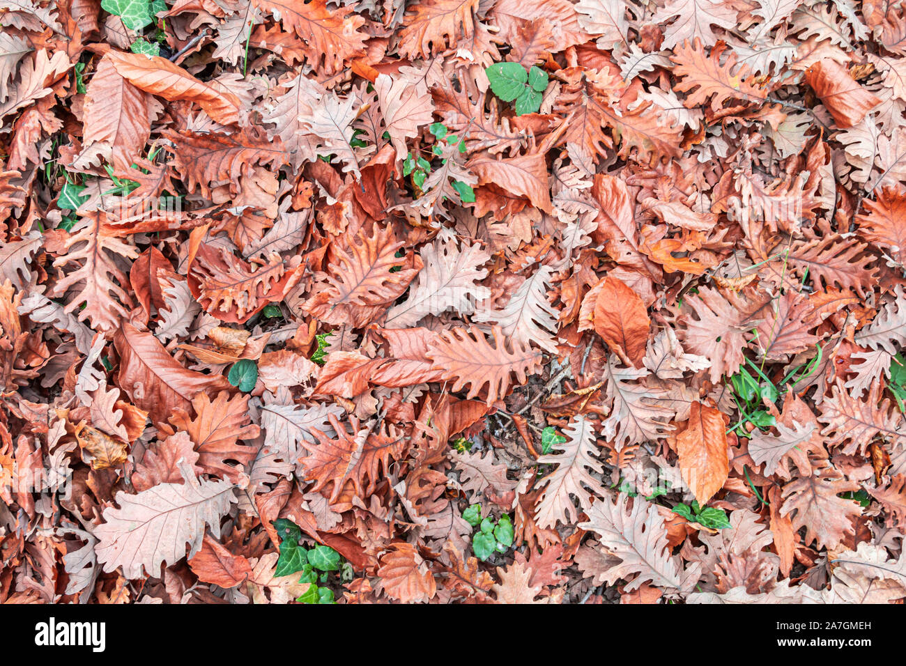 Tree Leaves (Dry Leaves, Green Leaves, Spilled Leaves Stock Photo - Alamy