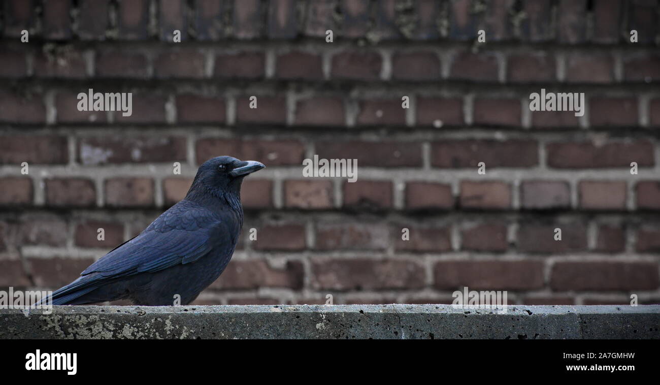 Common raven sitting in front of red brick wall Stock Photo - Alamy