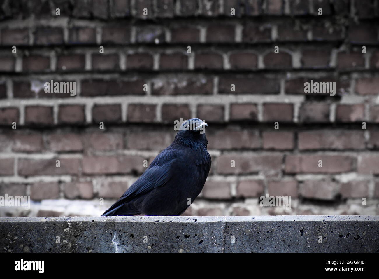 Common raven sitting in front of red brick wall Stock Photo - Alamy