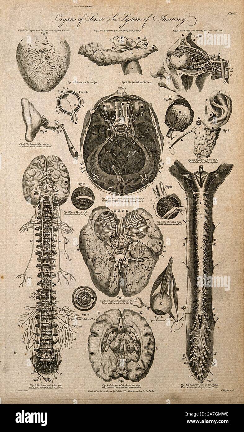 Diagram brain tongue hi-res stock photography and images - Alamy
